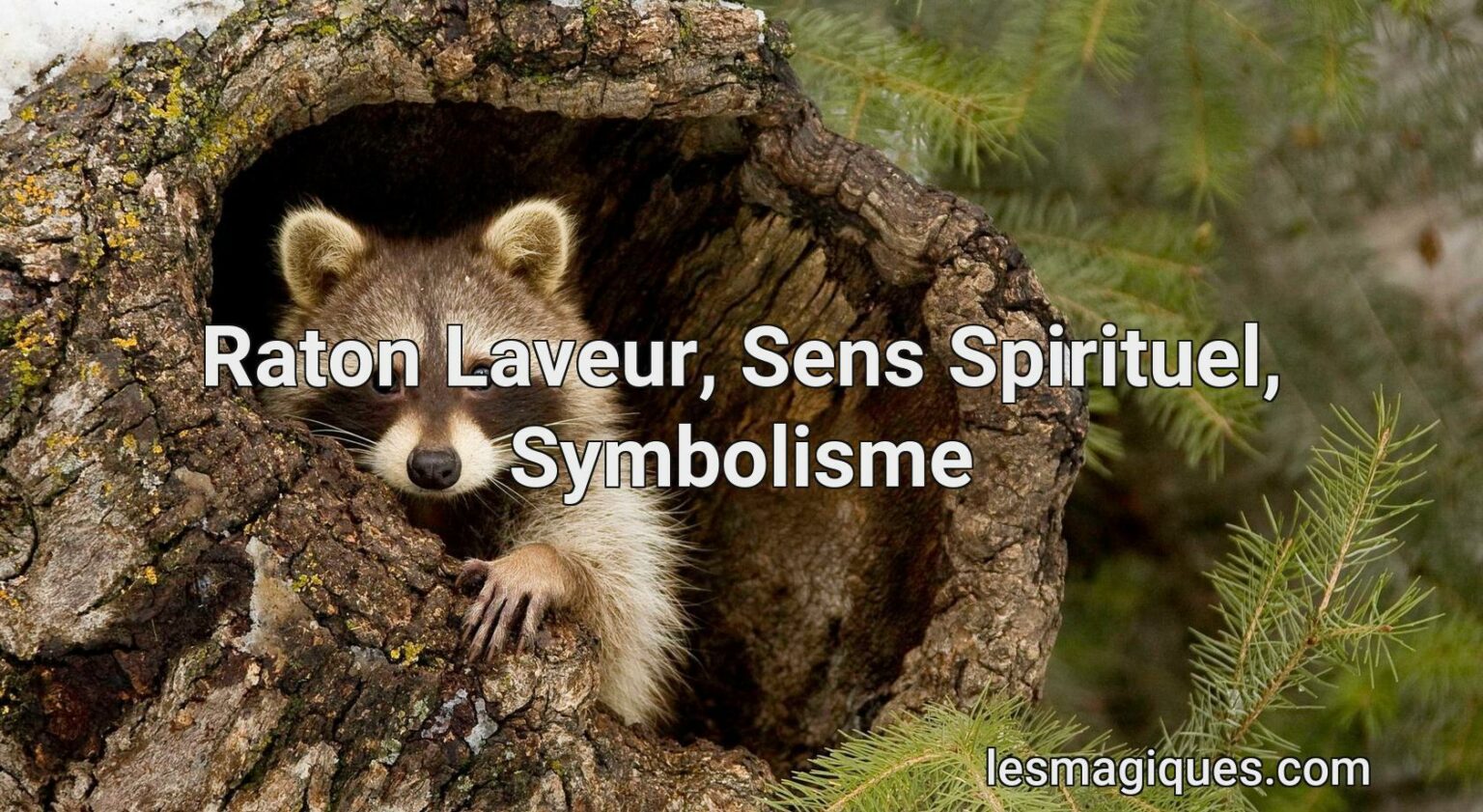 Raton laveur : Signification Spirituel , Symbolisme [ Interprétation et ...