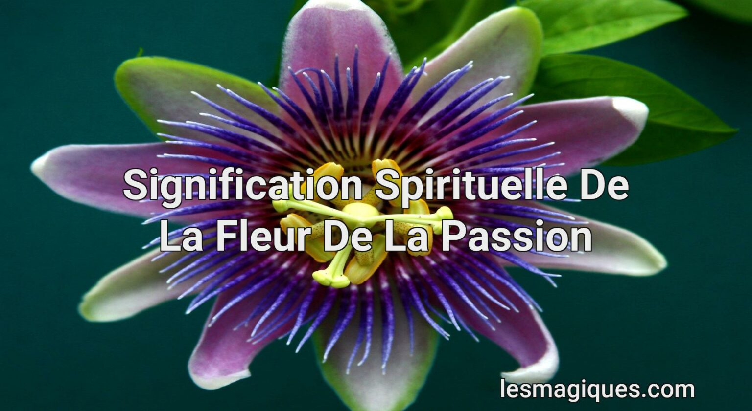 Fleur De La Passion Signification Spirituelle